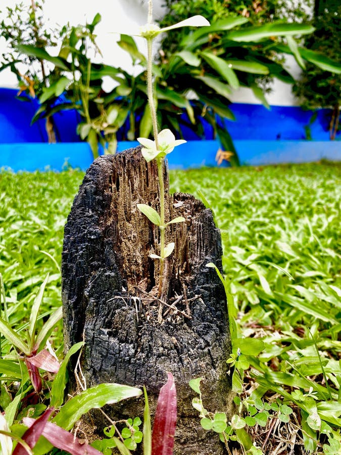 Focus on Newly Growing Leaf Shoots Stock Image - Image of newly, corner ...