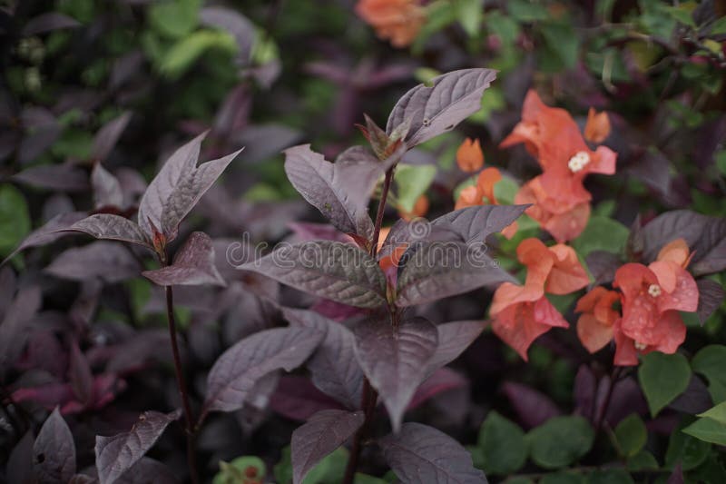 The Ruby ??leaf Ornamental Plant or Its Scientific Name is ...