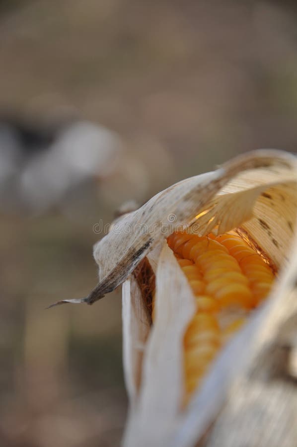 Focus on the Old Corn Cob in the Field after Crop Stock Photo - Image ...