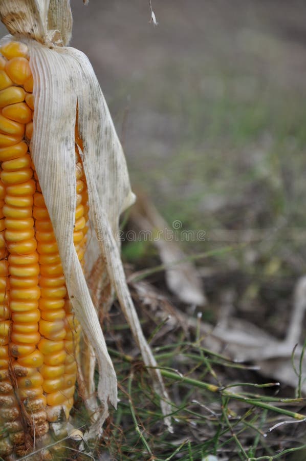 Focus on the Old Corn Cob in the Field after Crop Stock Image - Image ...