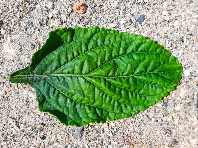 Focus on One Green Leaf on the Ground Stock Photo - Image of fresh ...