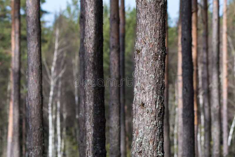 Focus on One Pine Tree Trunk Amongst Many Tree Stems Stock Image ...
