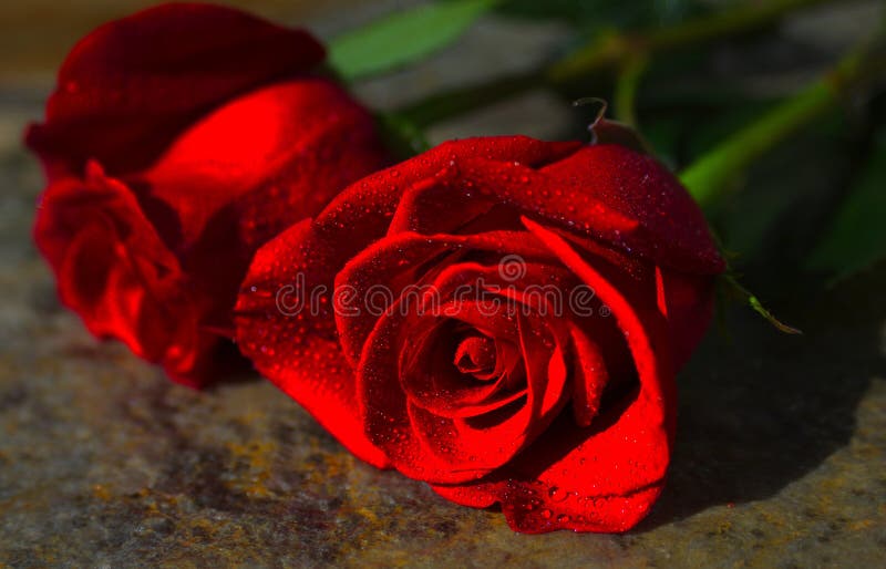 Focus on One of Two Red Roses with Dew Drops Laying on Stone Stock ...