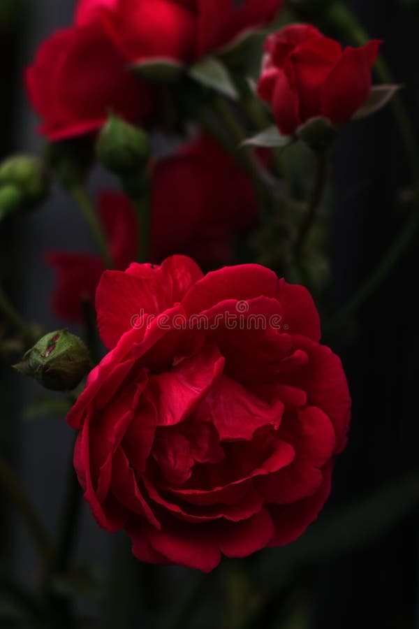 Focus on he Red Rose with a Bud Following it Stock Photo - Image of ...
