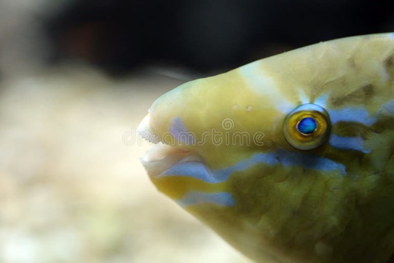 Aquarius Seafood Bg Stock Photos - Free & Royalty-Free Stock Photos ...