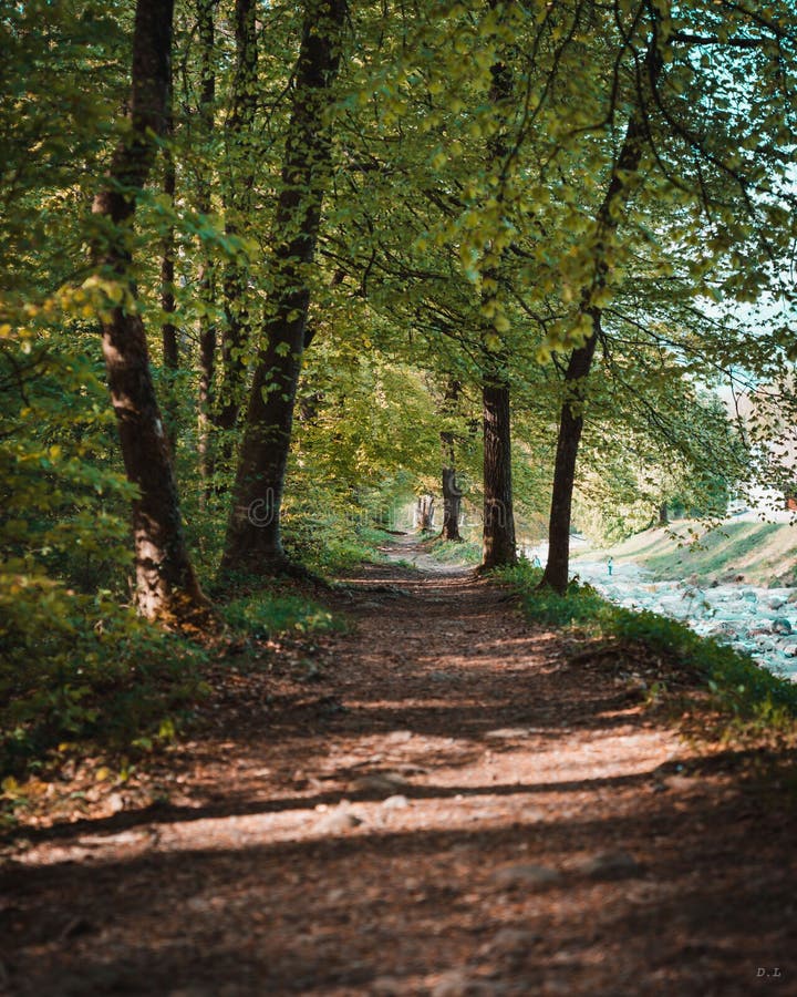 Focus on a Path Covered with Leaves, in the Forest, with a Stream ...
