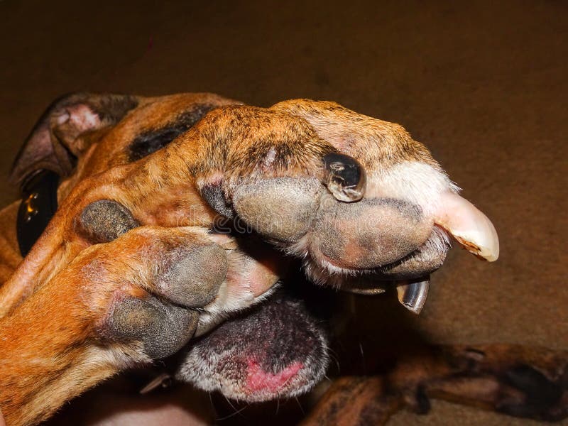 Stock Funny Long Dog Striped Scarf Stock Photos - Free & Royalty-Free ...