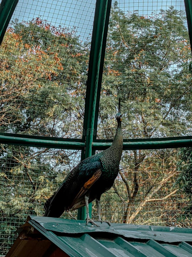 Focus on the Peacock in the Aviary Green Color Dominant Stock Photo ...