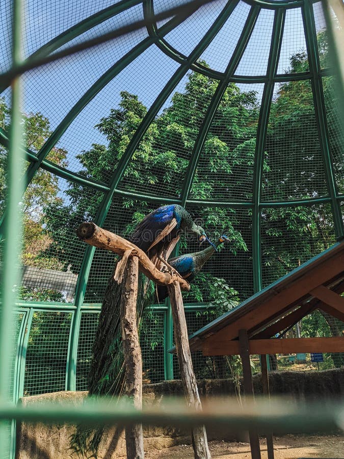 Focus on the Peacock in the Aviary Green Color Dominant Stock Image ...