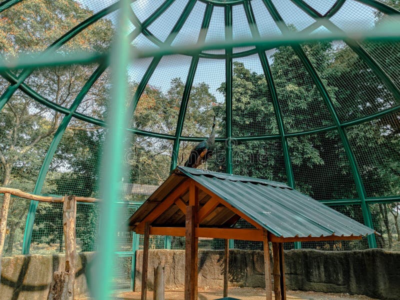 Focus on the Peacock in the Aviary Green Color Dominant Stock Image ...