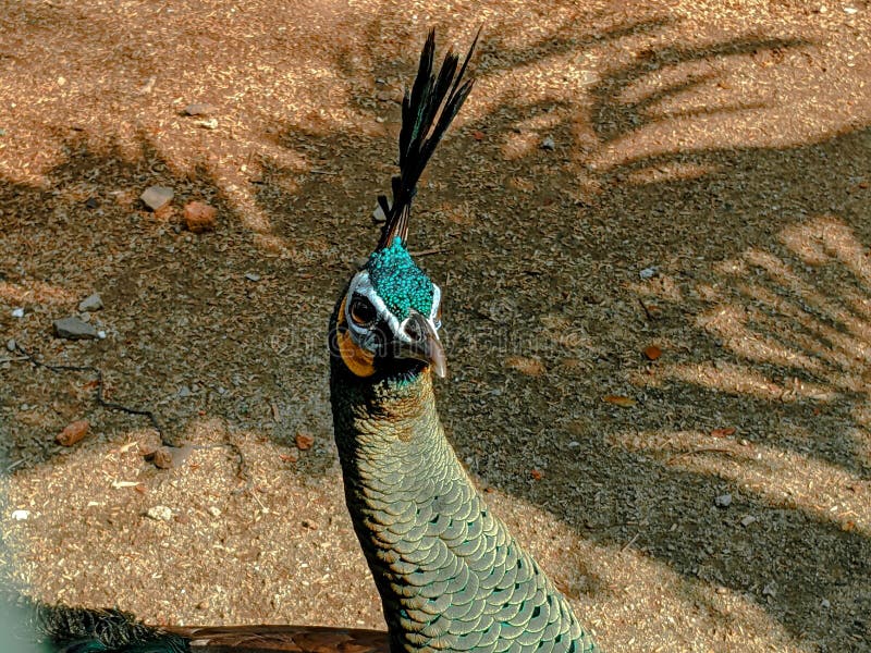 Focus on the Peacock in the Aviary Green Color Dominant Stock Photo ...