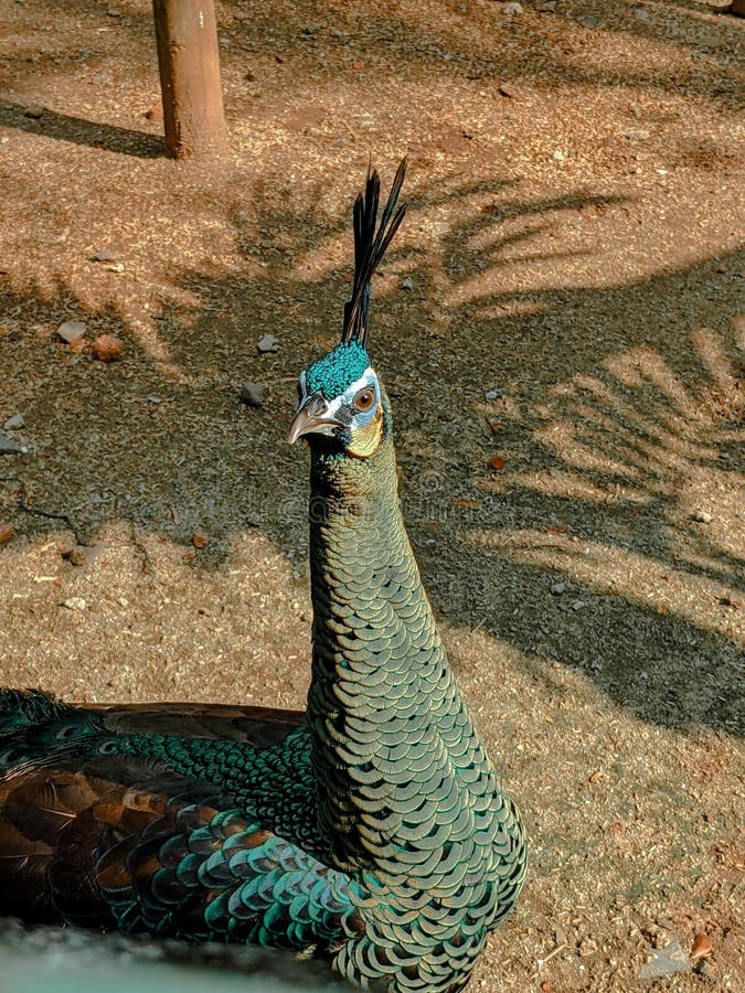 Focus on the Peacock in the Aviary Green Color Dominant Stock Image ...