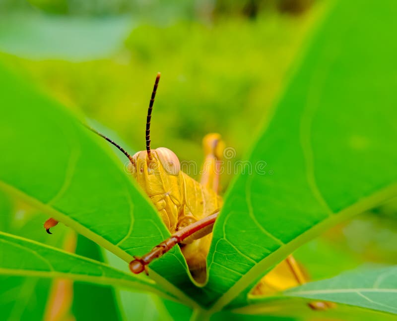 Focus Photo of Grasshopper in the Leaves Stock Photo - Image of focus ...