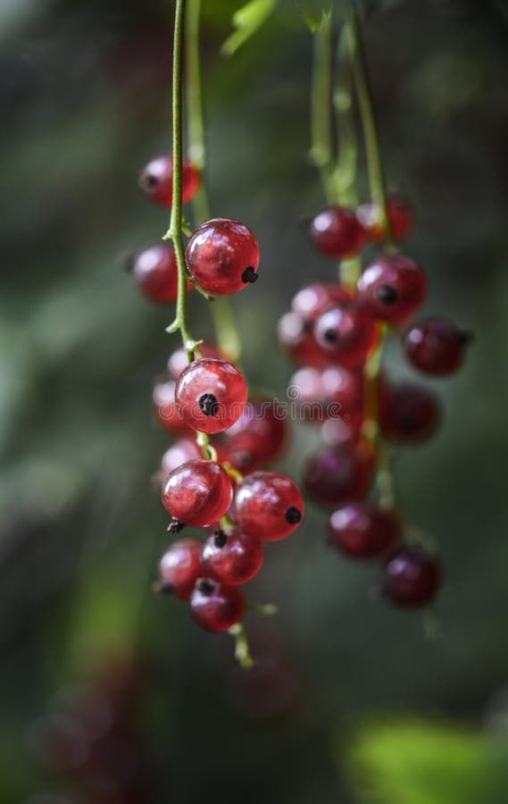 Red Round Fruit Picture. Image: 82946002