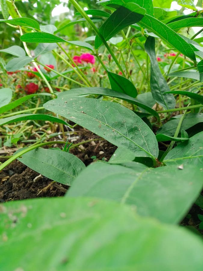 Focus on plants stock photo. Image of plants, nature - 207191546