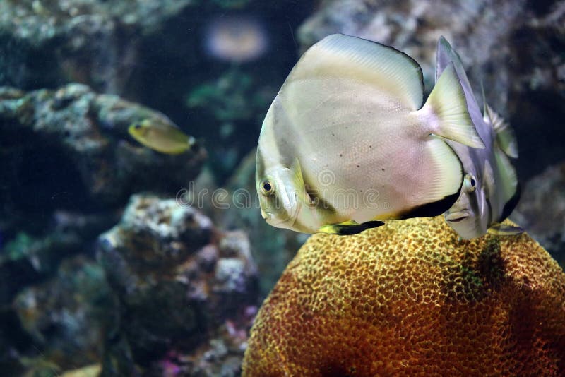 Platax fish in rÃ©flexion stock photo. Image of face - 57381390