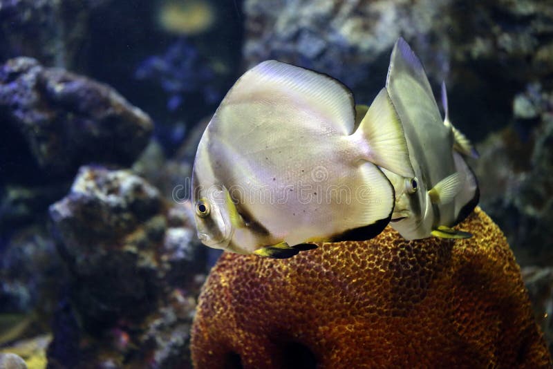 Platax fish in rÃ©flexion stock photo. Image of face - 57381390