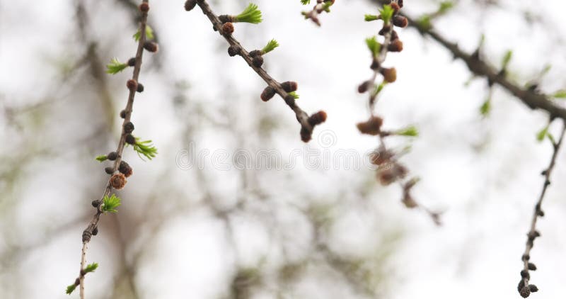 Focus Pull of Larch Tree Branch in Spring Stock Footage - Video of ...
