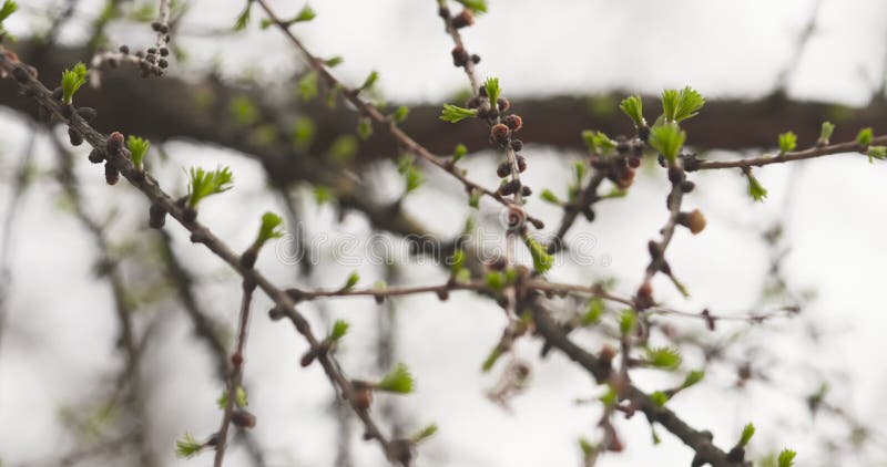 Focus Pull of Larch Tree Branch in Spring Stock Video - Video of larix ...