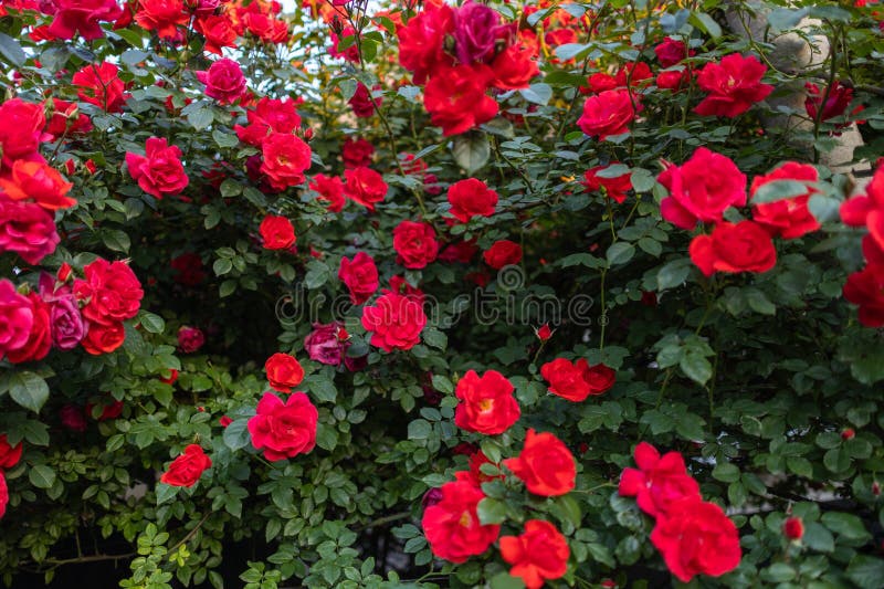 Focus on Red Roses in a Rose Field Stock Image - Image of garden ...