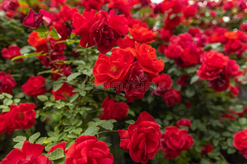 Focus on Red Roses in a Rose Field Stock Photo - Image of summer ...