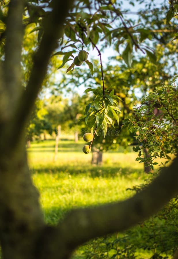 Ripening peaches in spring stock photo. Image of branch - 140337330