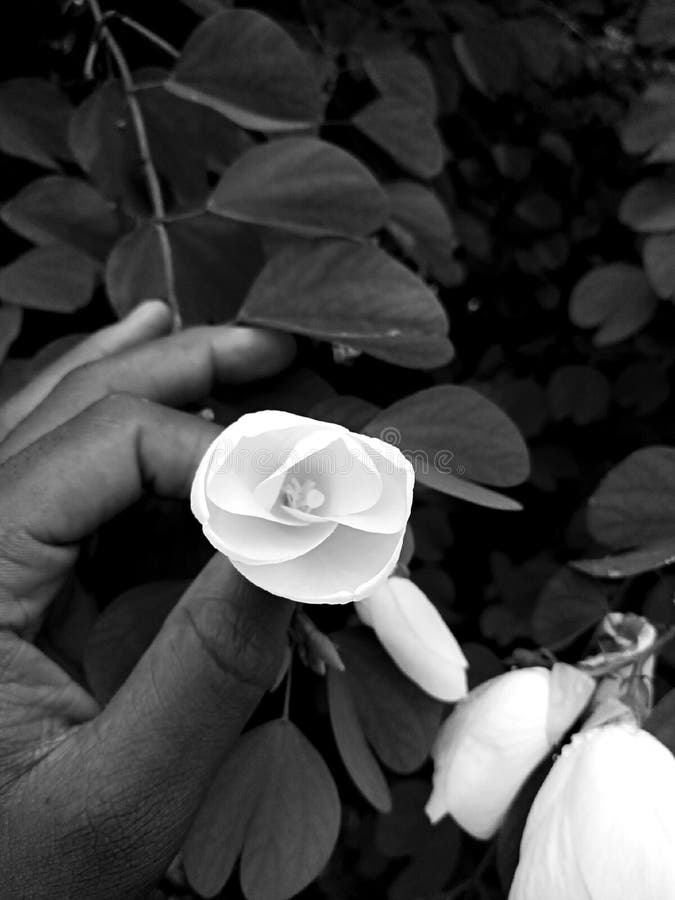 Focus Rose Black&white Nature Bloom Stock Photo - Image of beautiful ...