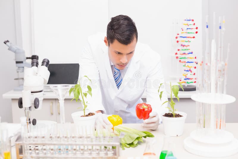 Focus Scientist Examining Peppers Stock Image - Image of biology ...