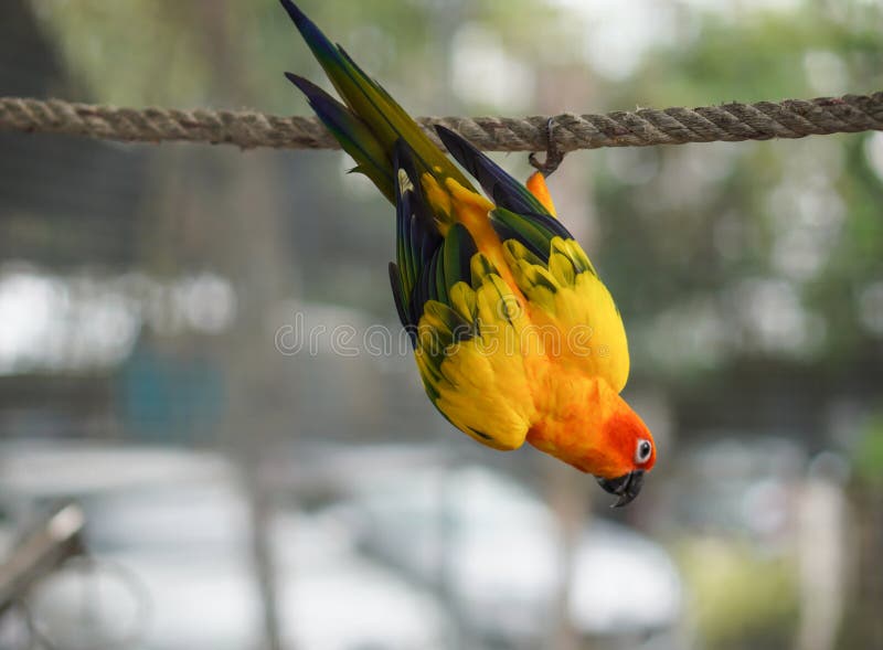 Picture Focus Selection: Macaw Parrot on the Rope Stock Image - Image ...