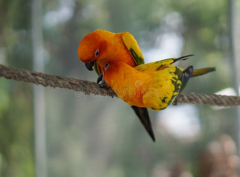 Picture Focus Selection: 2 Macaws on the Rope Stock Image - Image of ...