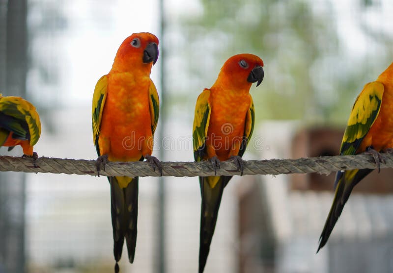 Picture Focus Selection: 2 Macaws on the Rope Stock Image - Image of ...