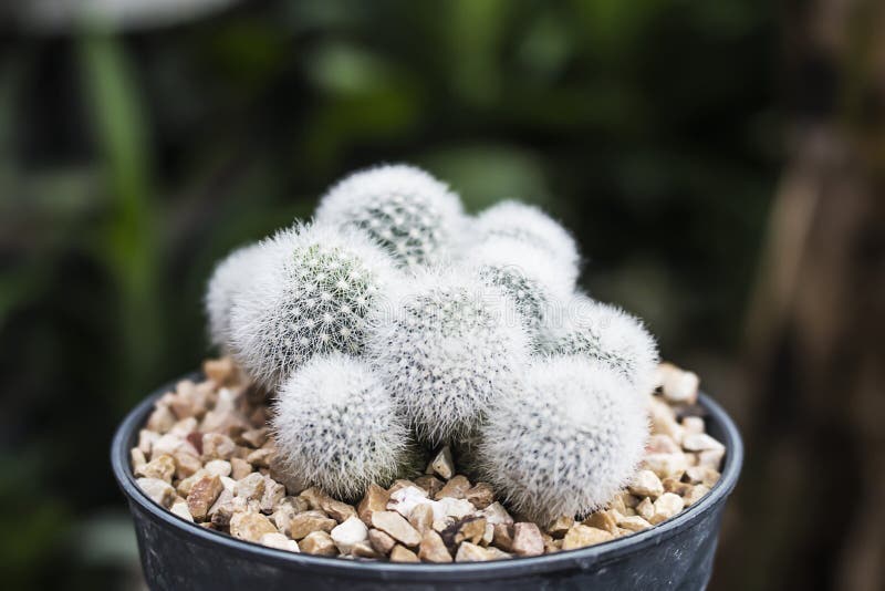 Focus on the Selection of Soft Cactus Spiny White Space in Black Pot ...