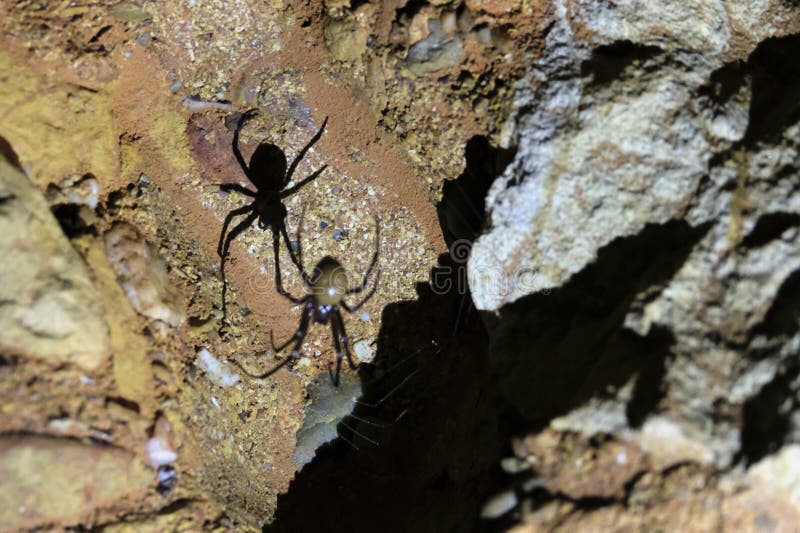 Focus on the Shadow of a Spider Stock Photo - Image of galicia, spider ...
