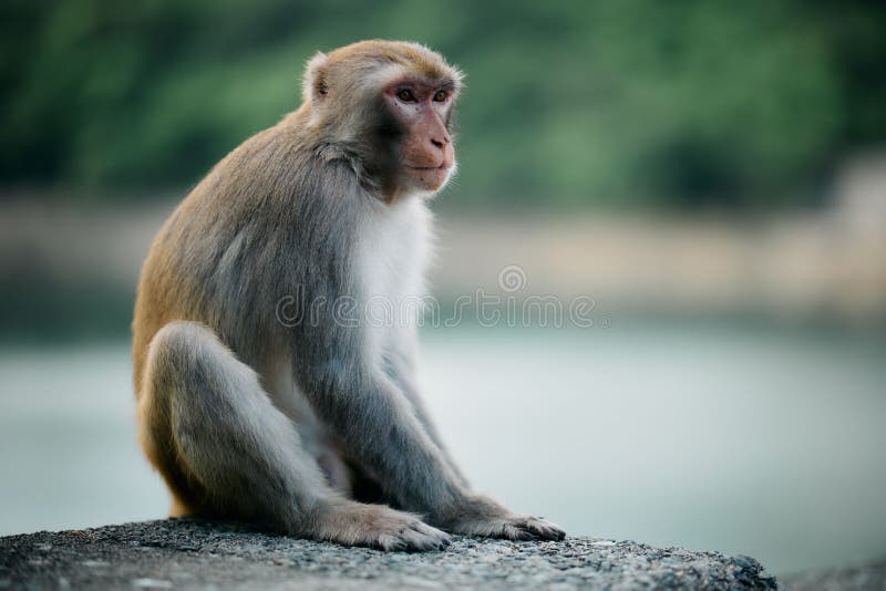 Focus Shot of a Cute Rhesus Monkey Sitting on a Stone Wall. Stock Image ...