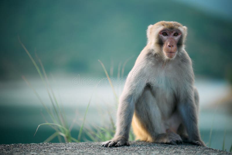 Focus Shot of a Cute Rhesus Monkey Sitting on a Stone Wall. Stock Photo ...