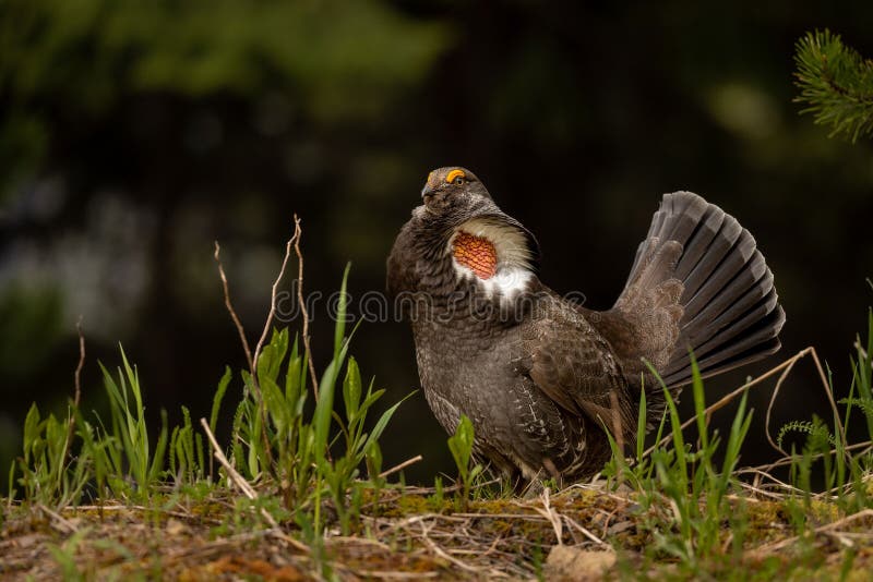 Focus Shot of a Lone Sooty Grouse Out in a Field. Stock Image - Image ...