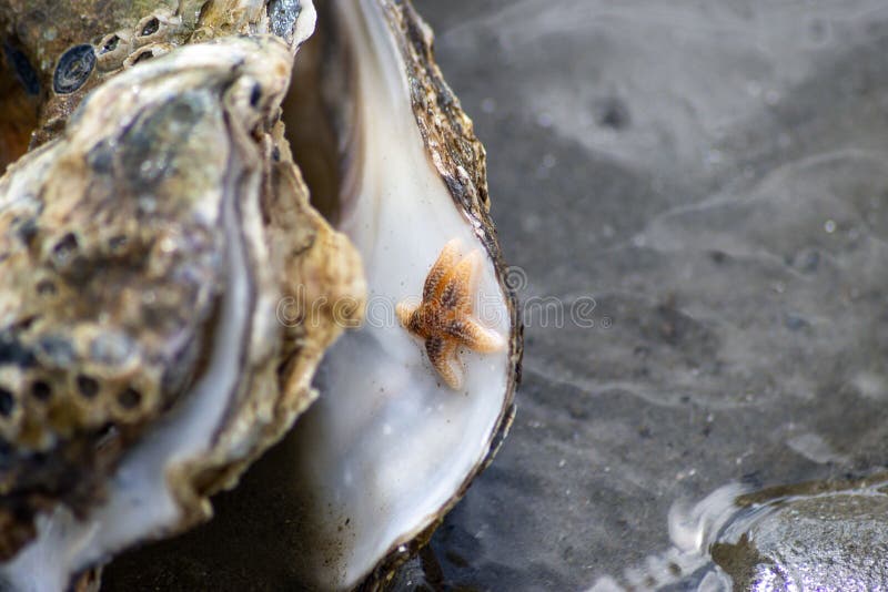 Focus Shot of a Tiny Starfish on an Oyster. Stock Photo - Image of ...