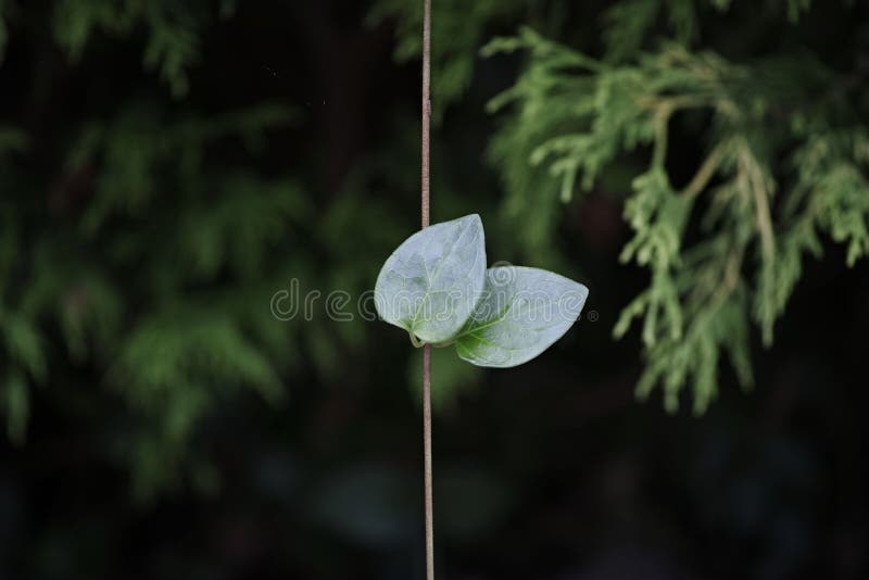 Focus Shot of Two Leaves Hanging from a Stem. Stock Image - Image of ...