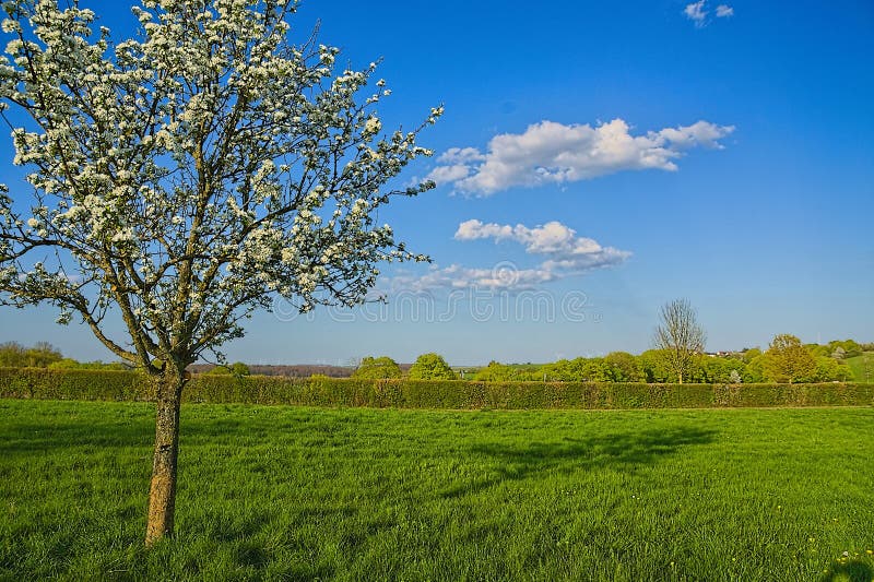 Focus on single apple tree stock photo. Image of countryside - 178863818