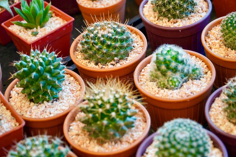 Focus on a Small Golden Barrel Cactus Plant. Stock Photo - Image of ...
