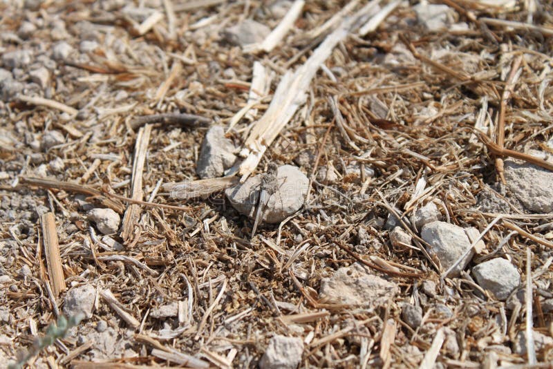 1,776 Cricket Camouflage Stock Photos - Free & Royalty-Free Stock ...