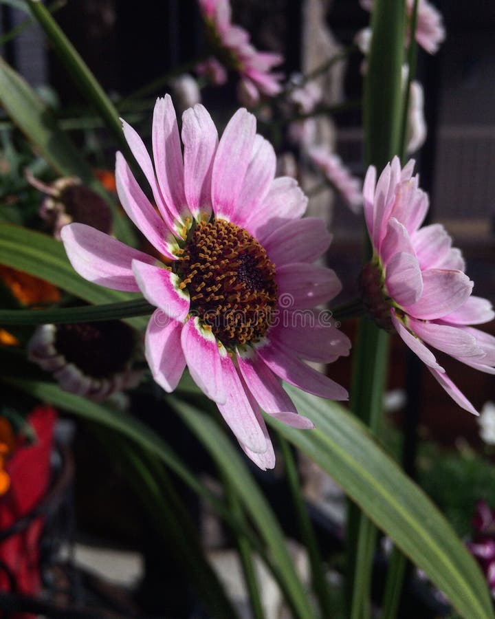 Focus stock image. Image of small, help, focus - 76499037