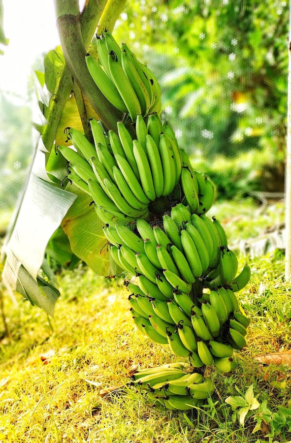 A Focus Stack Shoot of the Bananas Stock Photo - Image of focus, stack ...