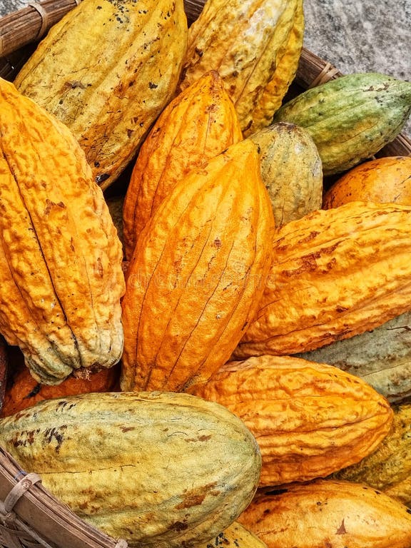 A Focus Stack Shoot of Cocoa Stock Photo - Image of fruit, yellow ...