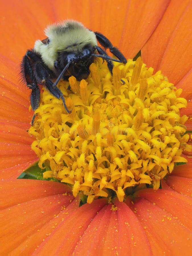 Bumble-bee on a sunflower stock image. Image of bumble - 11093509