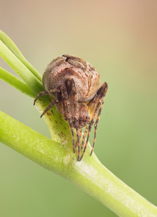 A Focus Stacked Close-up Image of a Common House Spider Stock Image ...