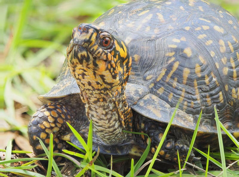 A Focus Stacked Close-up Image of an Eastern Box Turtle Crawling ...