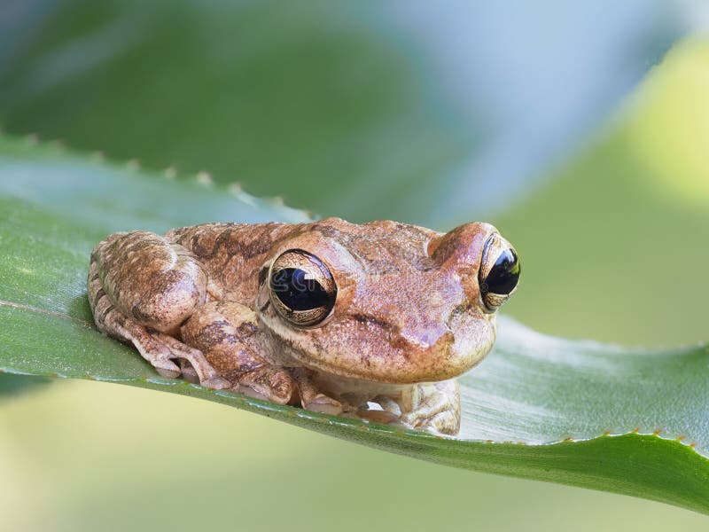 Focus Stacked Image of a Cuban Tree Frog on a Bromeliad Leaf Stock ...