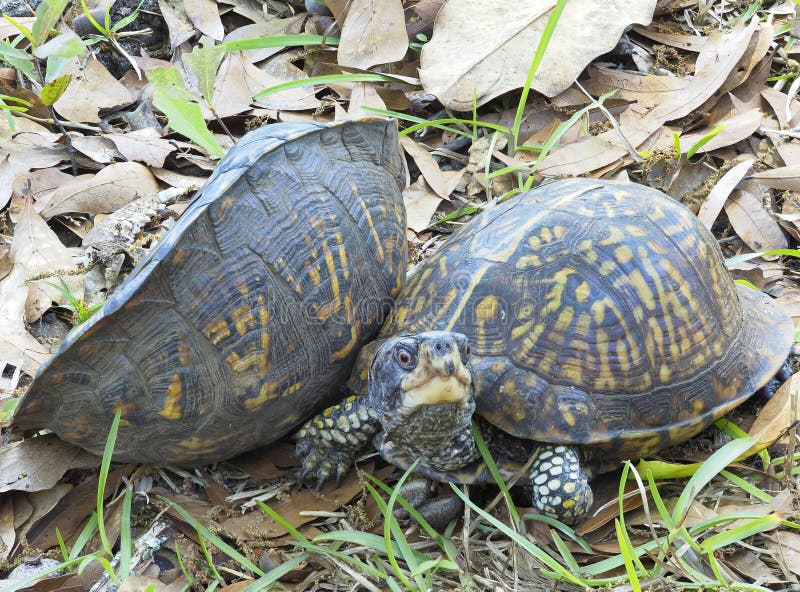 A Focus Stacked Close-up Image of Turtle Wars, One Turns the Other Over ...
