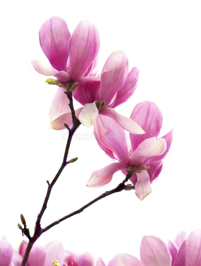 Focus Stacked Closeup Image of Isolated Pink Tulip Tree Blossoms Stock ...
